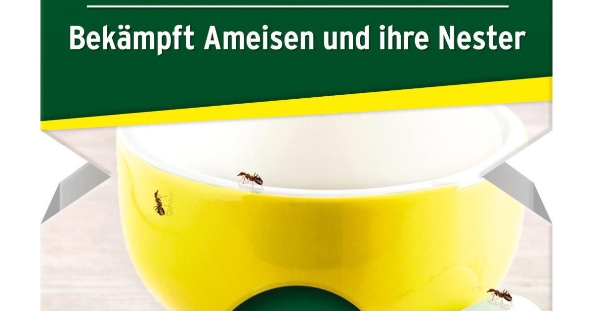Ameisenkoder Selber Machen
