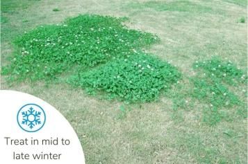Lawn weeds store
