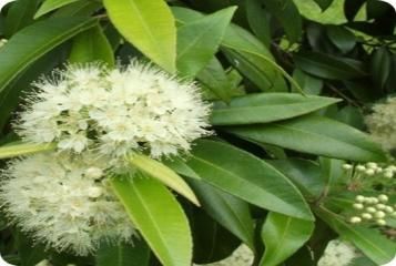 Australian Native Herbs to Grow & Use At Home | Love The Garden