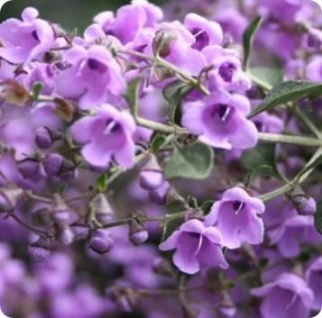 Australian Native Herbs to Grow & Use At Home | Love The Garden