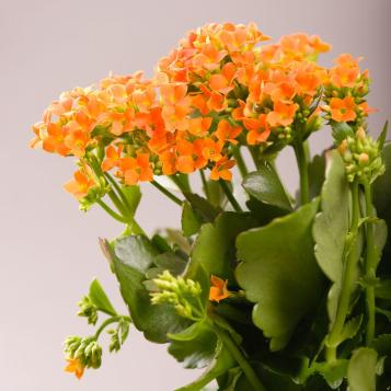 Colourful Indoor Plants For Your Home | Love The Garden