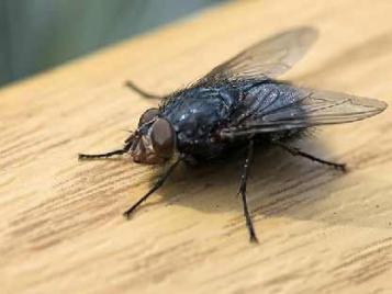 FlyClear™ Fly Traps 4 traps