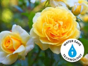 Levington® Peat Free Rose, Tree & Shrub Compost 50 litres