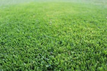 How to Grow Couch Grass | Expert Tips and Tricks